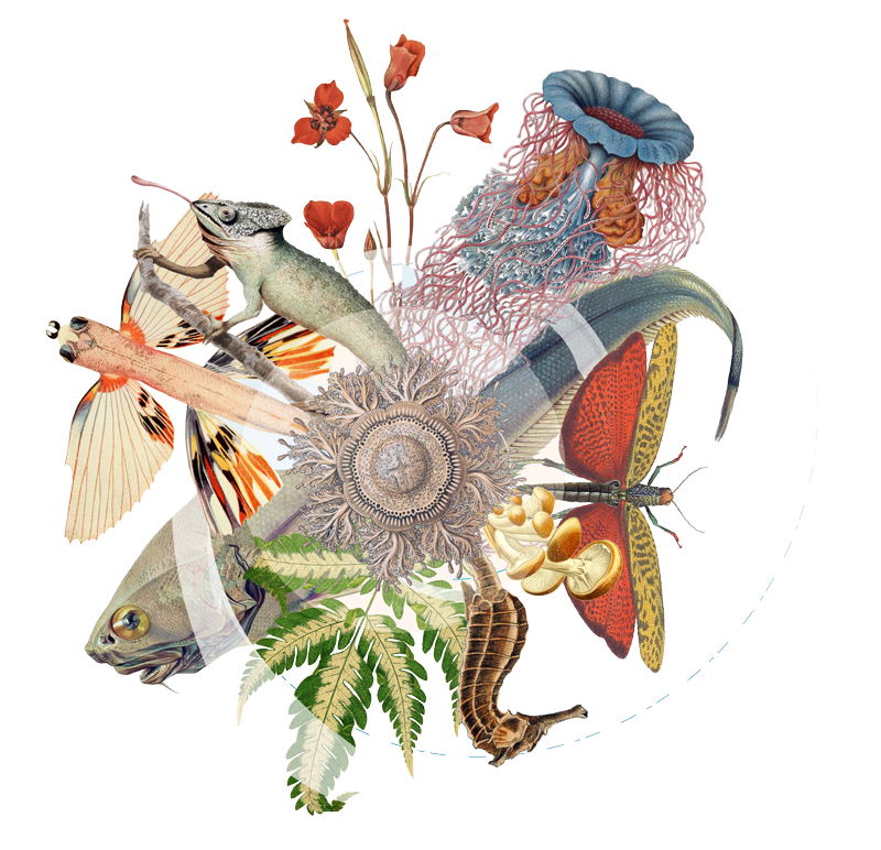 GBIF Metabarcoding Data Toolkit